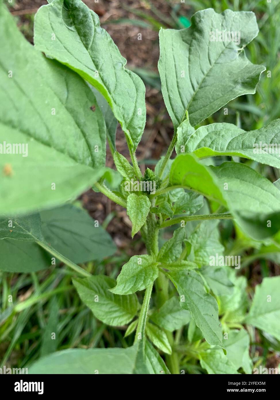 Redroot Amaranth (Amaranthus retroflexus Stock Photo - Alamy