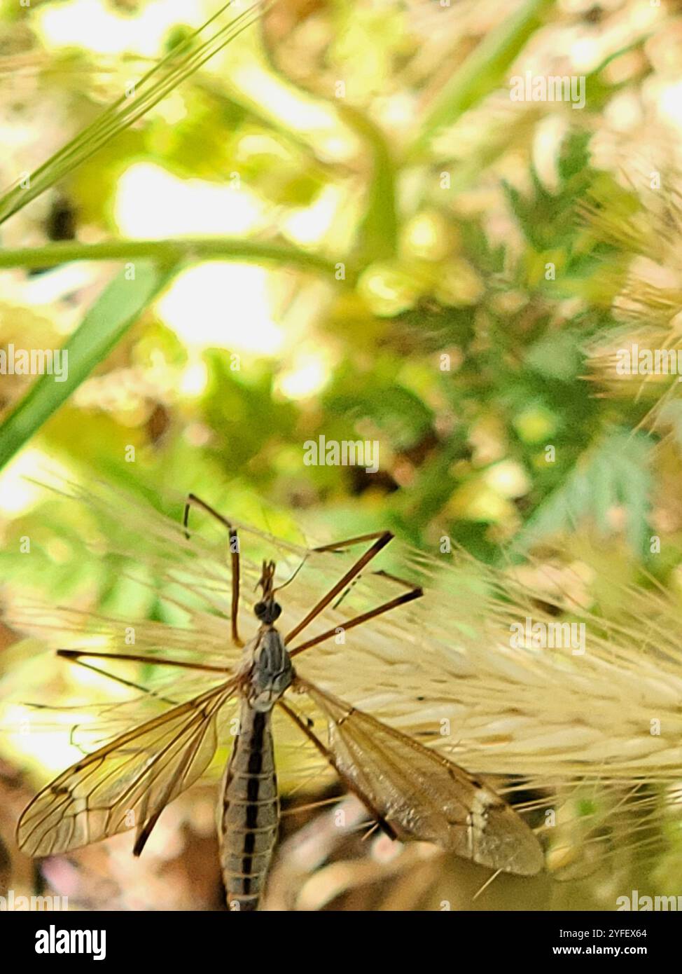 Common Crane Flies (Tipula Stock Photo - Alamy