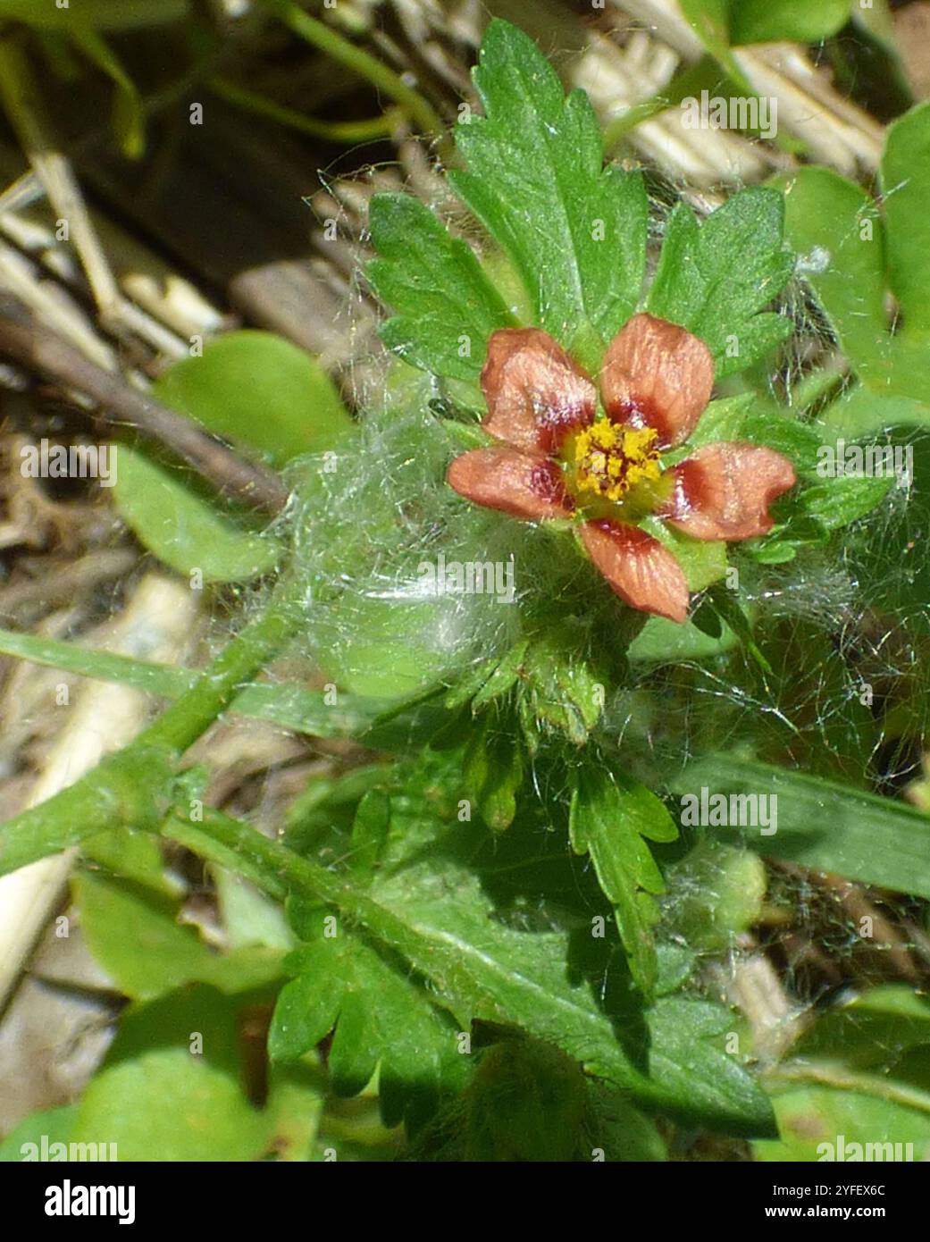 Carolina Bristlemallow (Modiola caroliniana Stock Photo - Alamy
