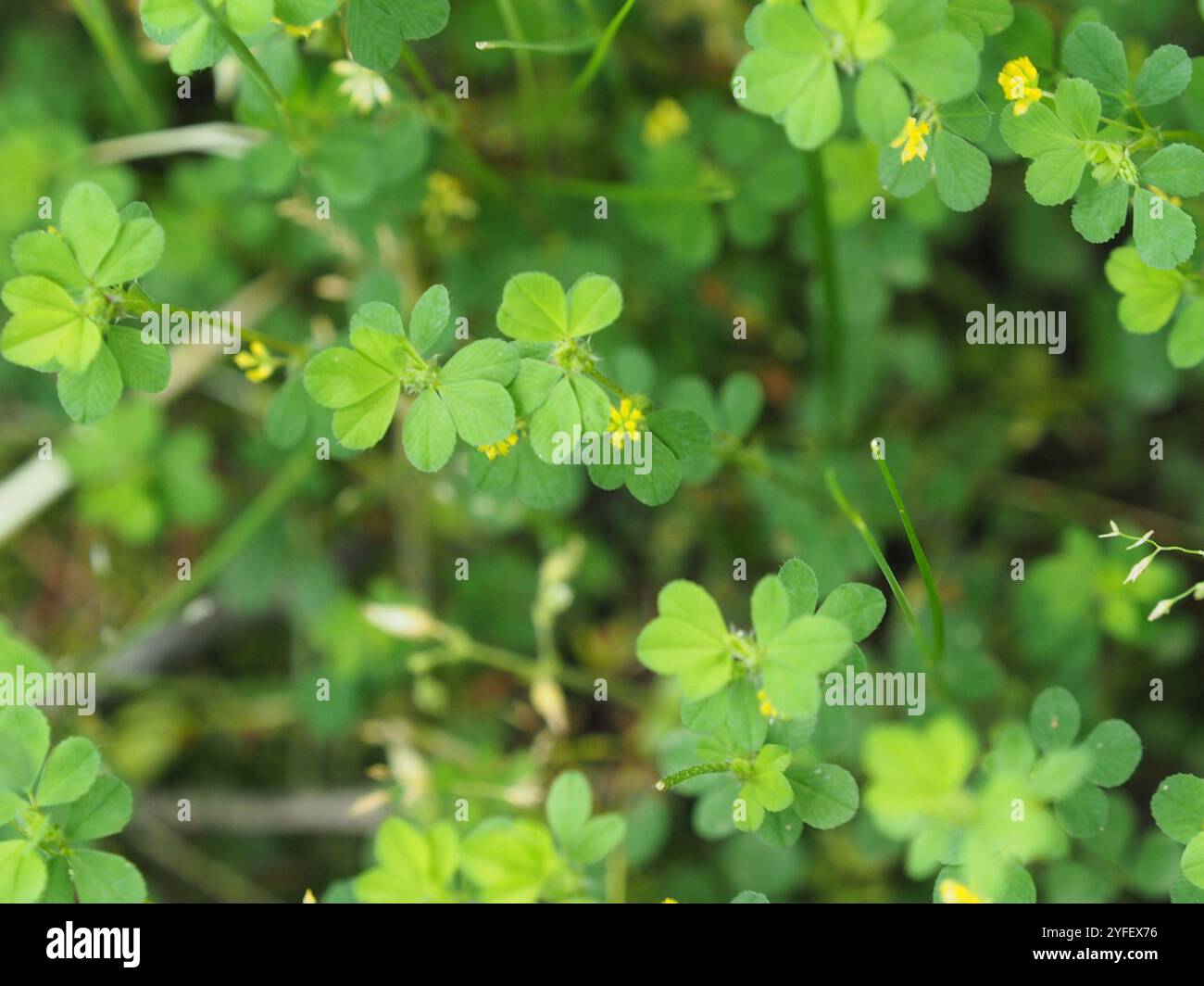 Lesser hop trefoil (Trifolium dubium Stock Photo - Alamy