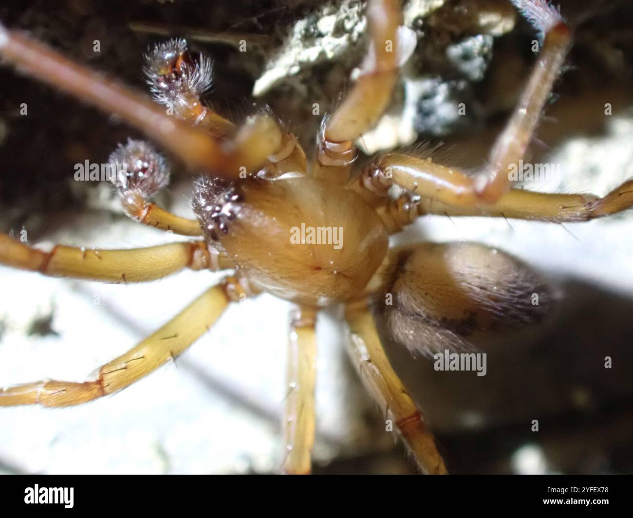 Typical Spiders (Araneomorphae Stock Photo - Alamy