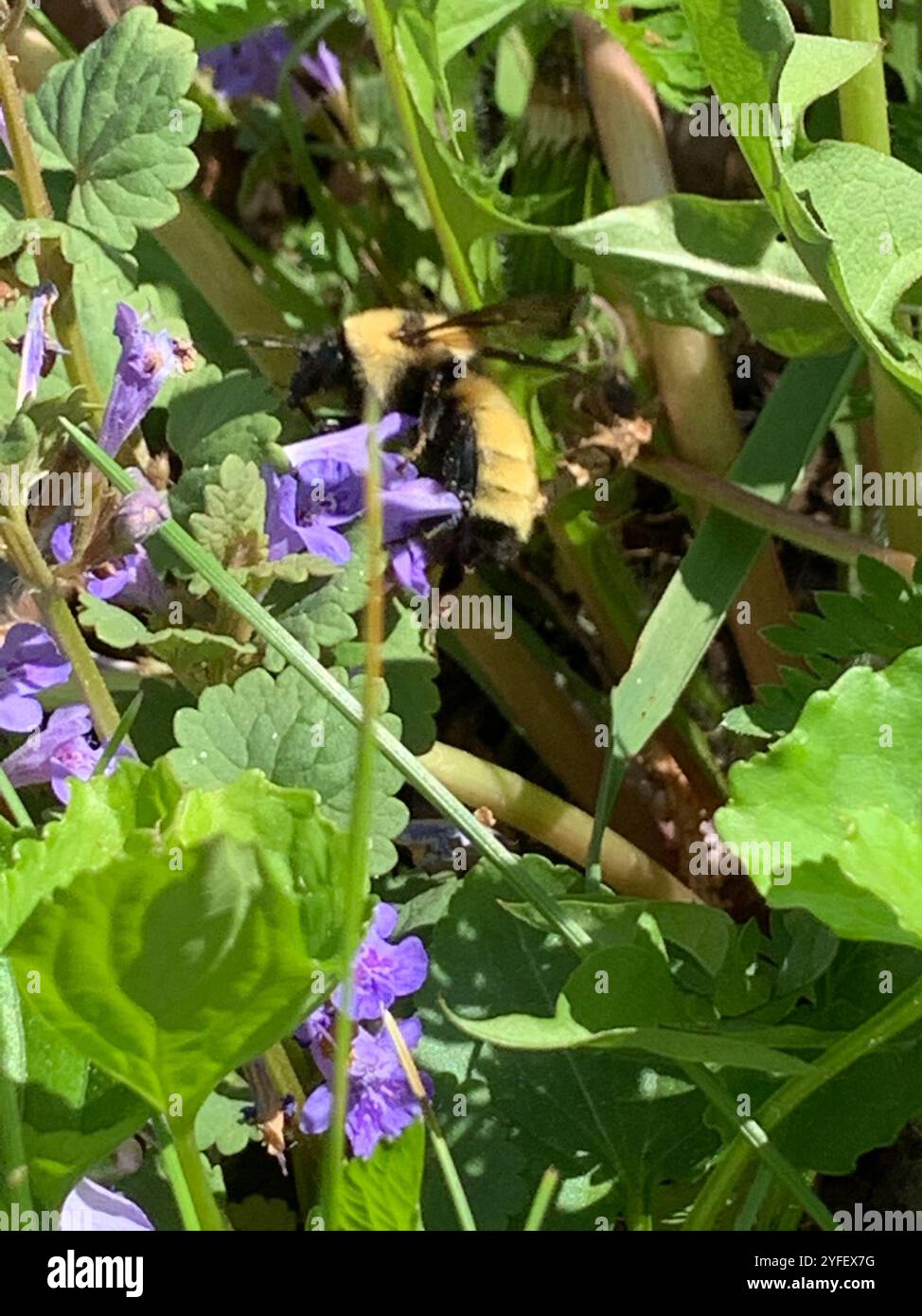Golden Northern Bumble Bee (Bombus fervidus Stock Photo - Alamy