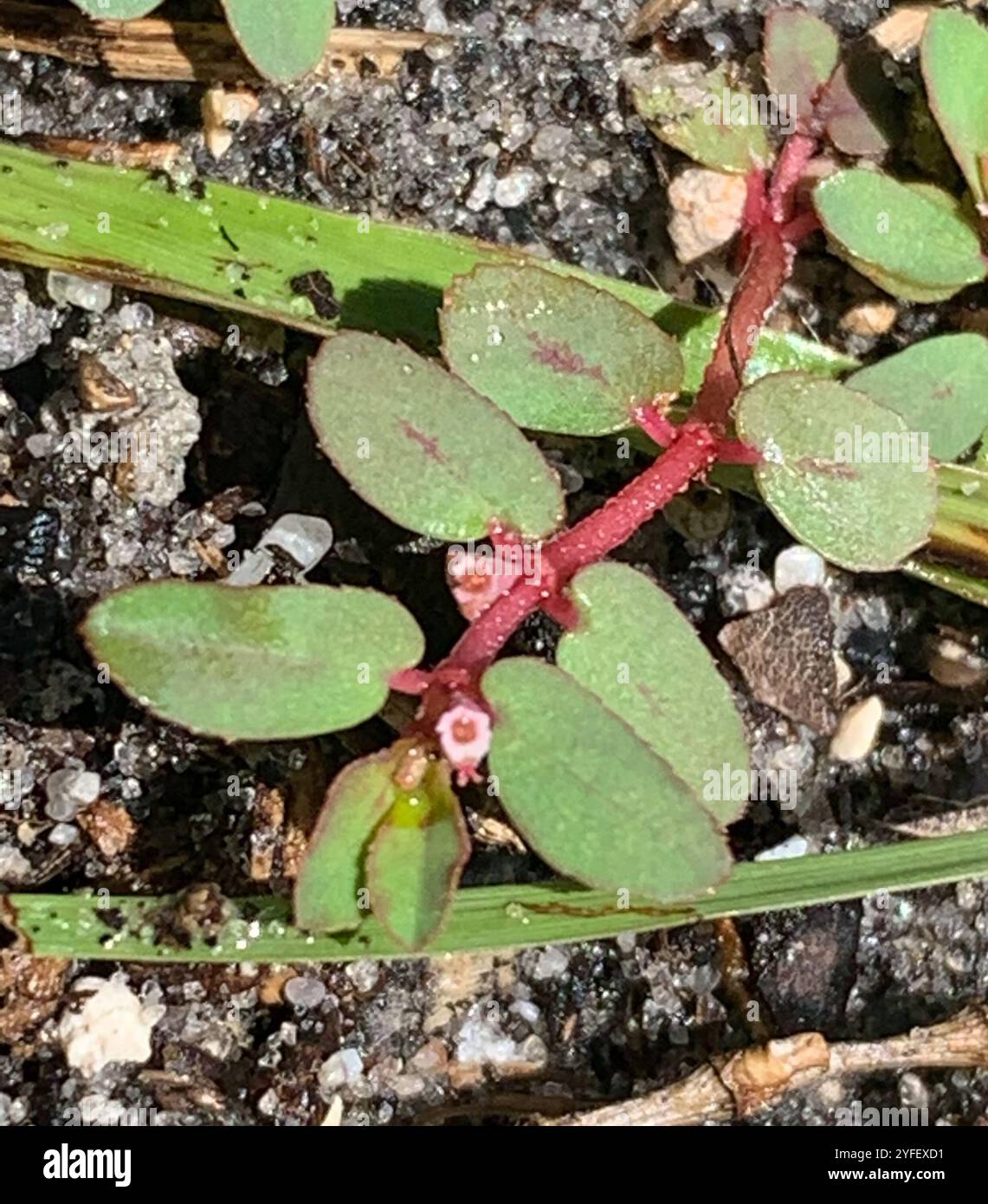 Spotted spurge (Euphorbia maculata Stock Photo - Alamy
