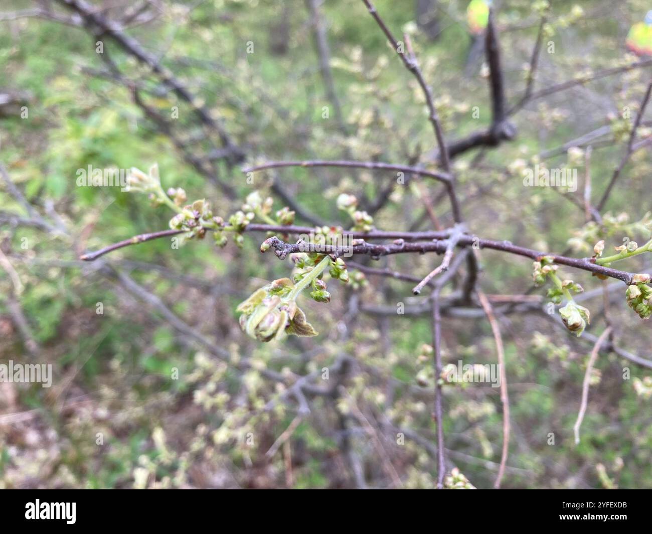 Dwarf Hackberry (Celtis tenuifolia Stock Photo - Alamy