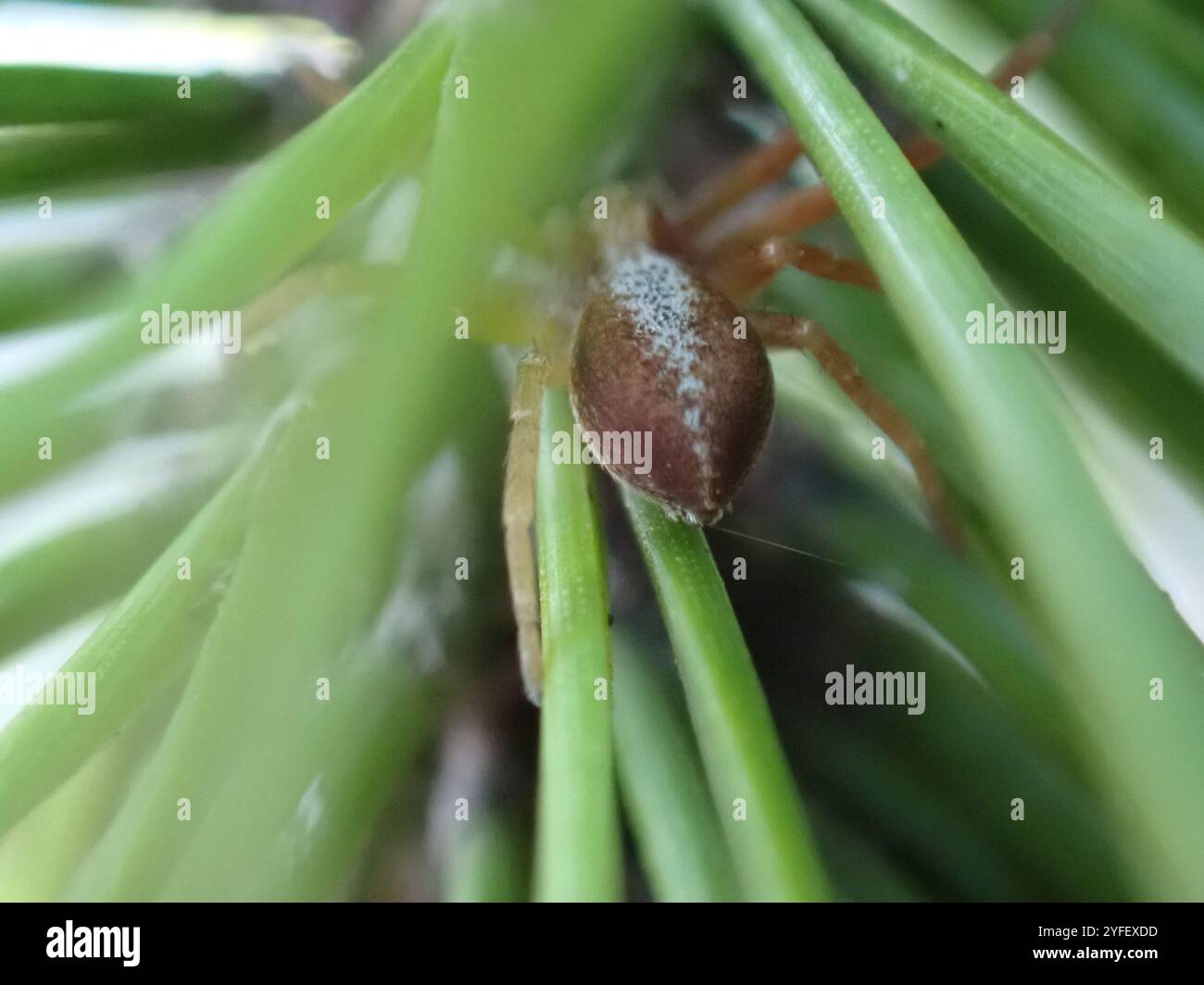 Running Crab Spiders (Philodromus Stock Photo - Alamy