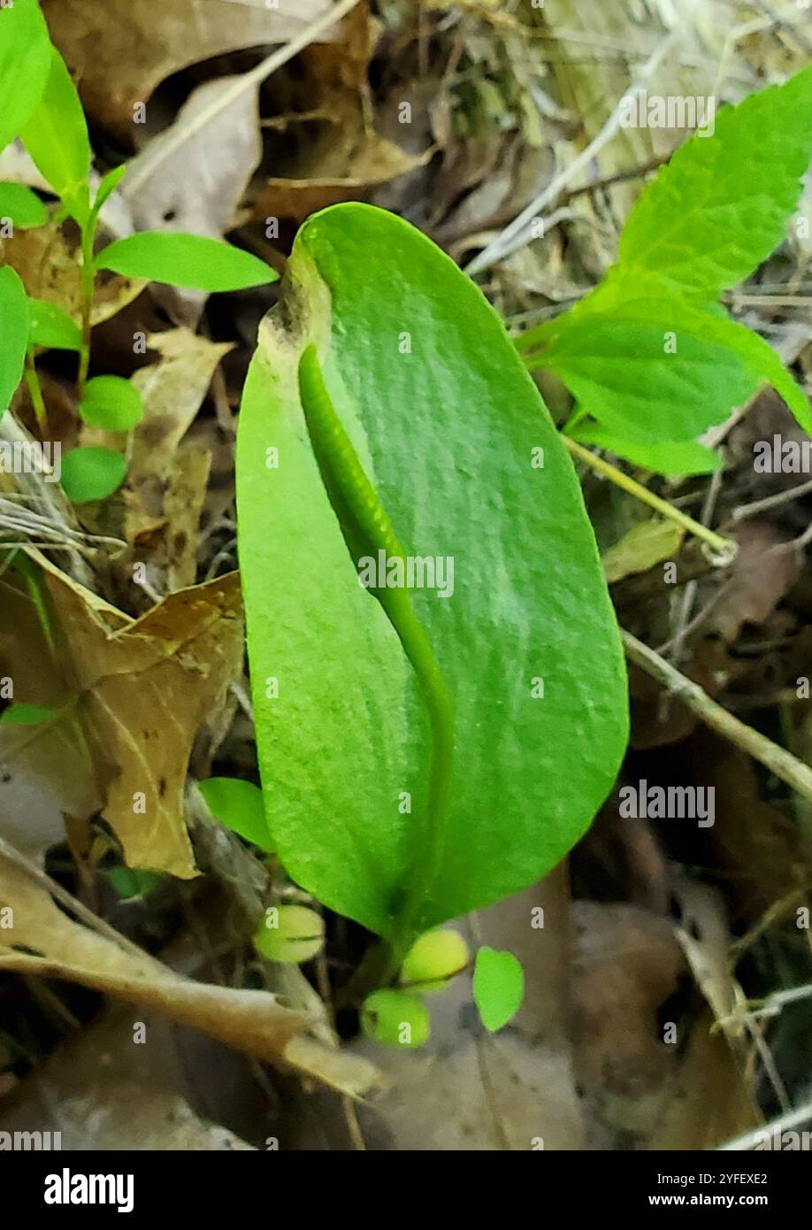southern adder's-tongue (Ophioglossum vulgatum Stock Photo - Alamy