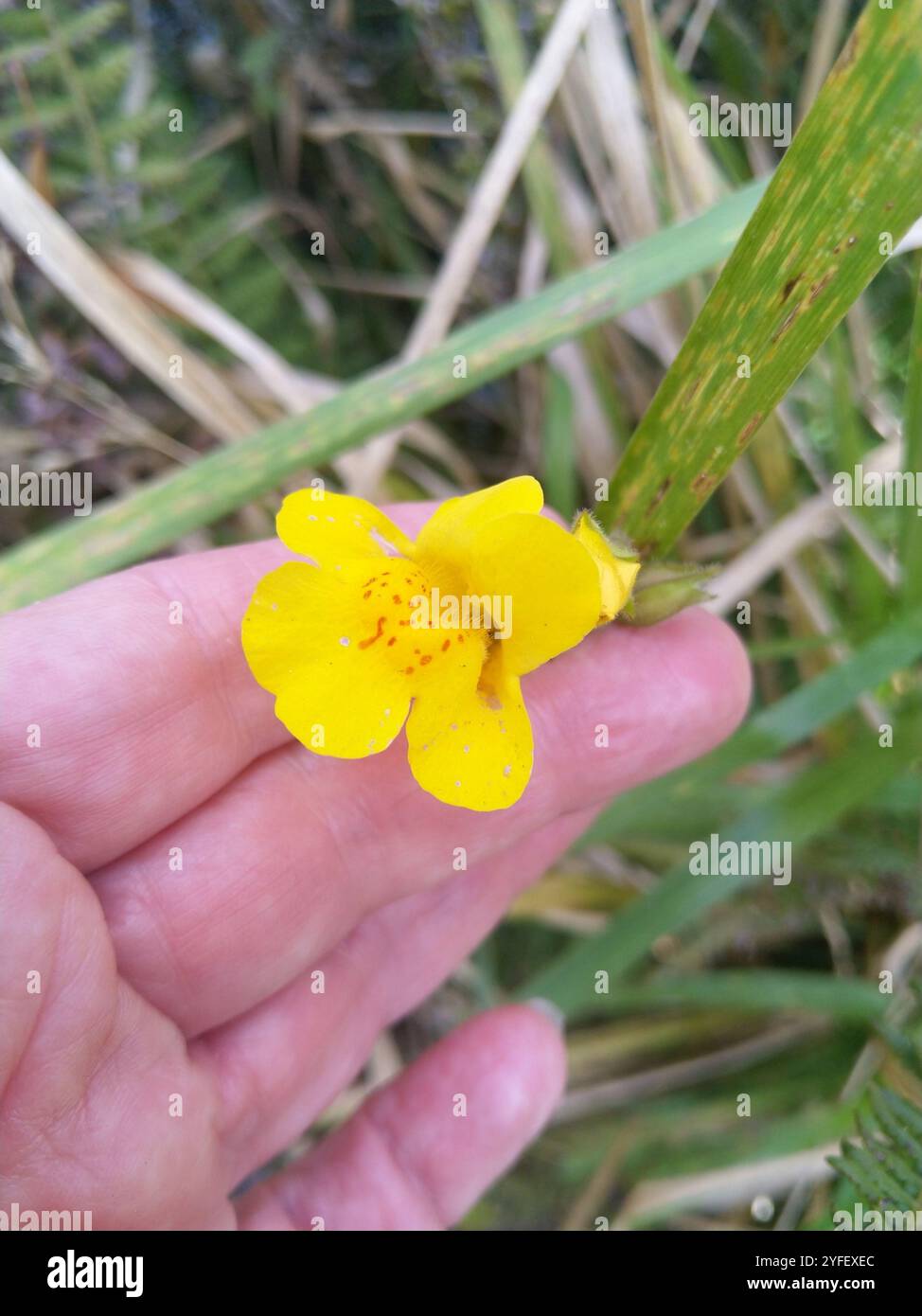 musk monkeyflower (Erythranthe moschata Stock Photo - Alamy