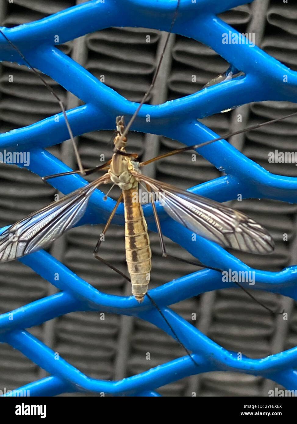 Common Crane Flies (Tipula Stock Photo - Alamy
