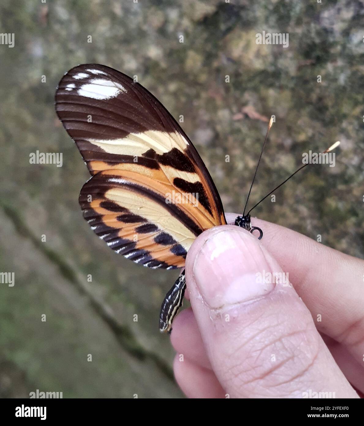 (Heliconius ethilla narcaea Stock Photo - Alamy