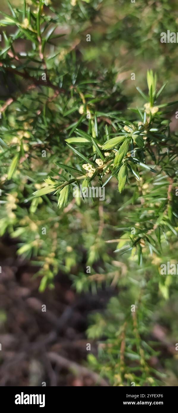 common juniper (Juniperus communis Stock Photo - Alamy