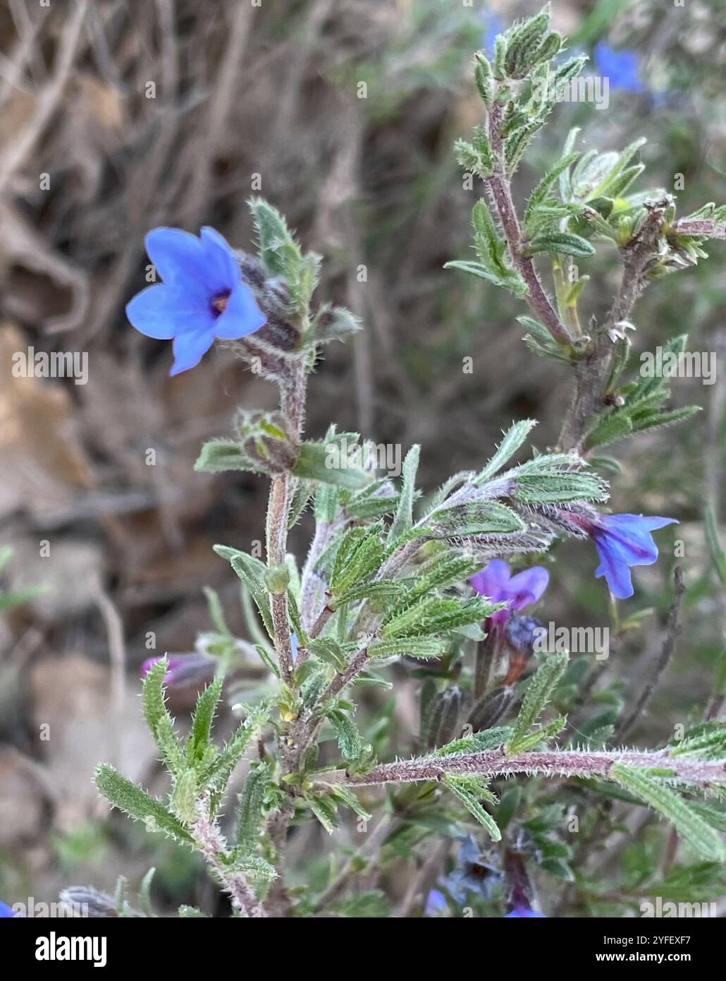 Shrubby gromwell lithodora fruticosa hi-res stock photography and ...