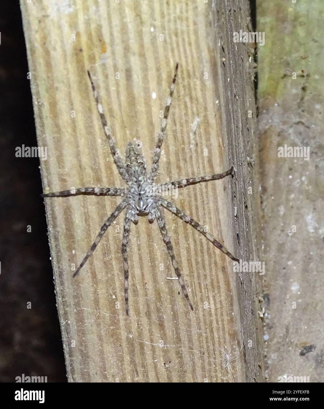 Dolomedes albineus hi-res stock photography and images - Alamy