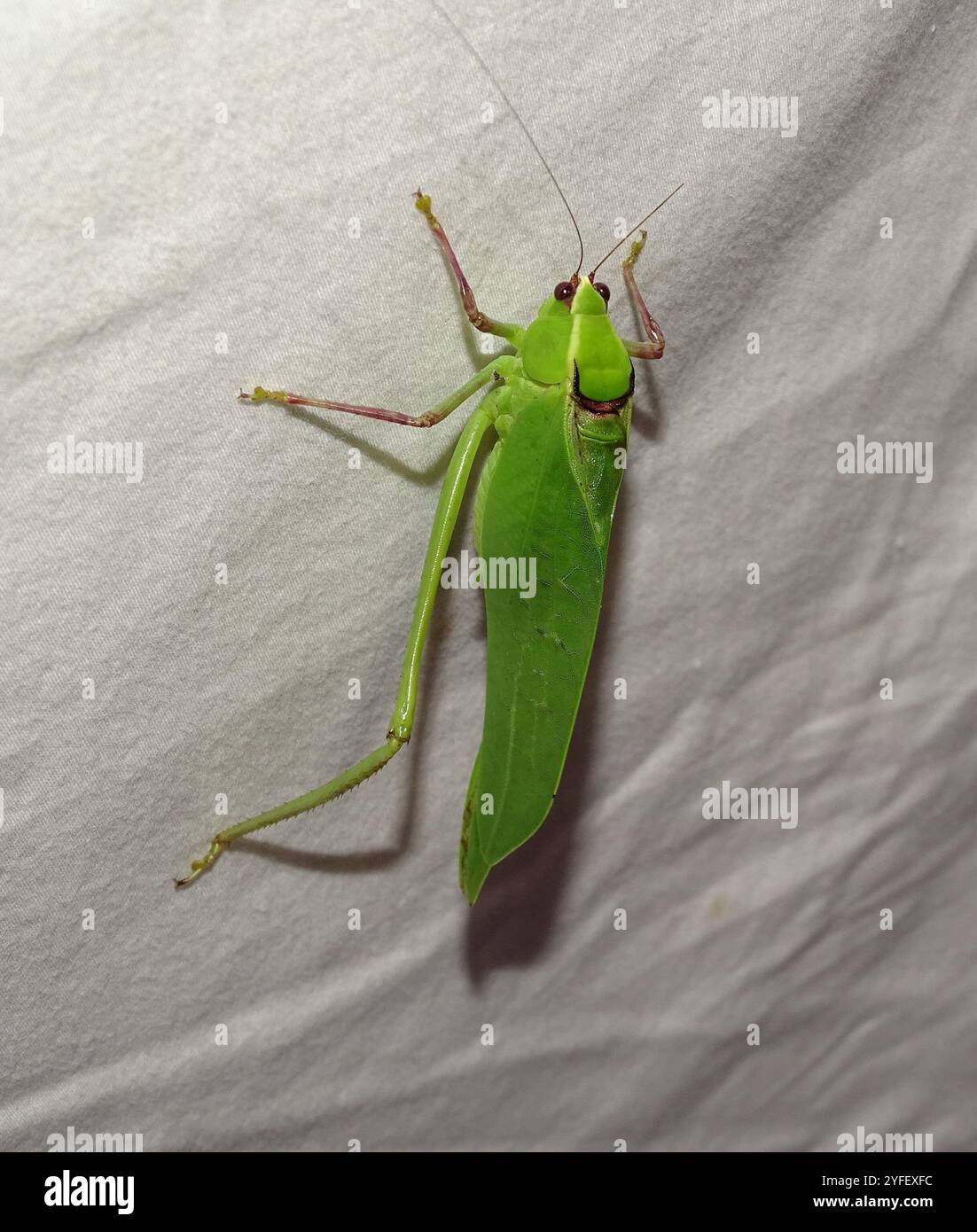 Giant Katydid (Stilpnochlora couloniana Stock Photo - Alamy