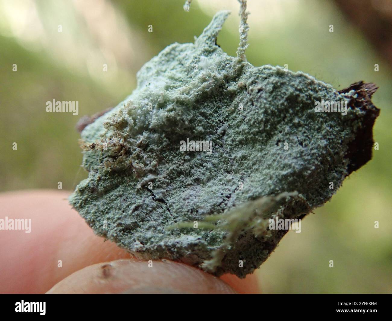 Fluffy dust lichen hi-res stock photography and images - Alamy