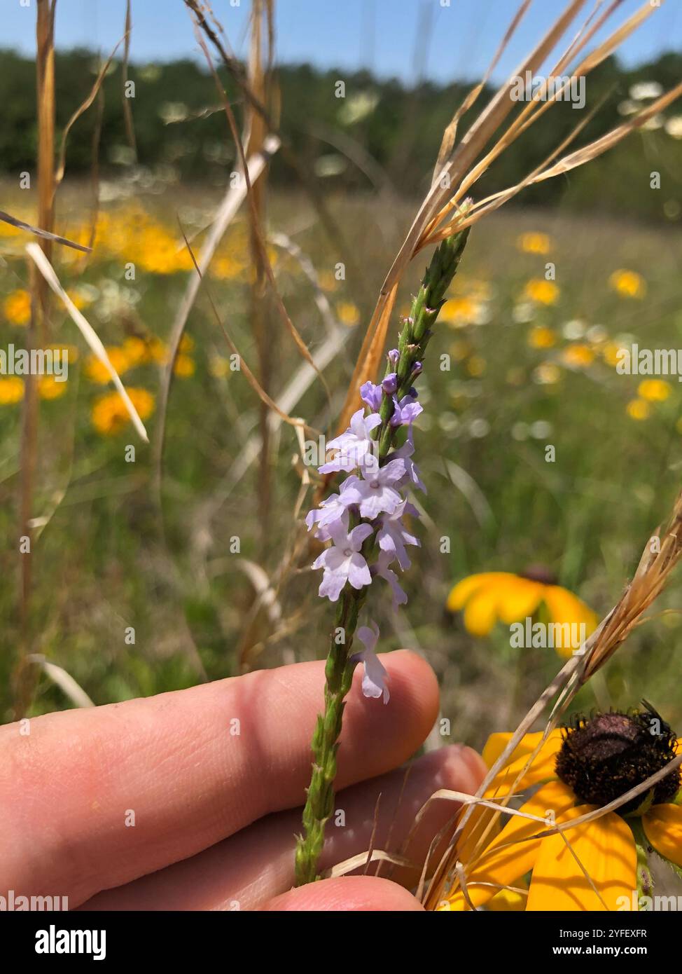 Narrowleaf Vervain (Verbena simplex Stock Photo - Alamy