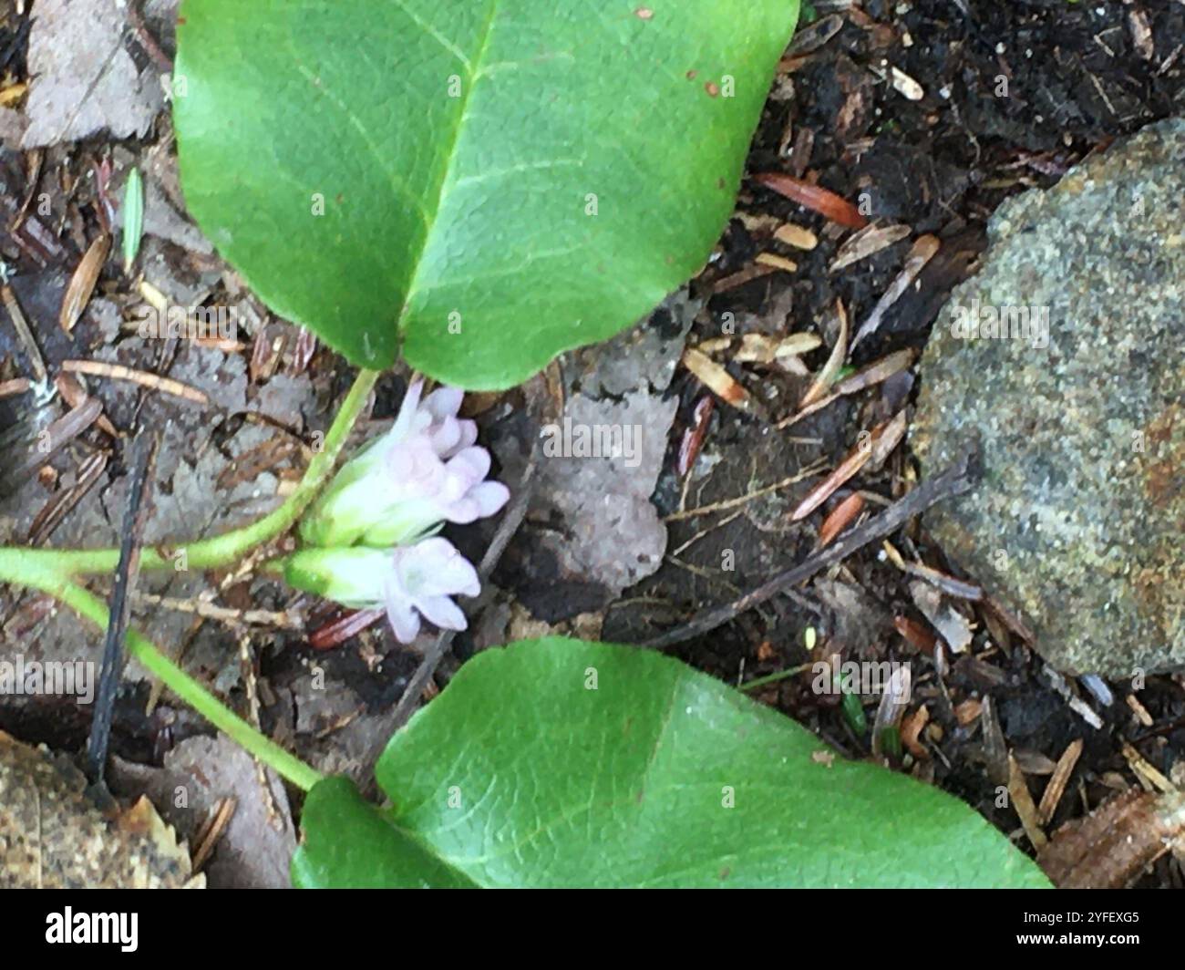 trailing arbutus (Epigaea repens Stock Photo - Alamy