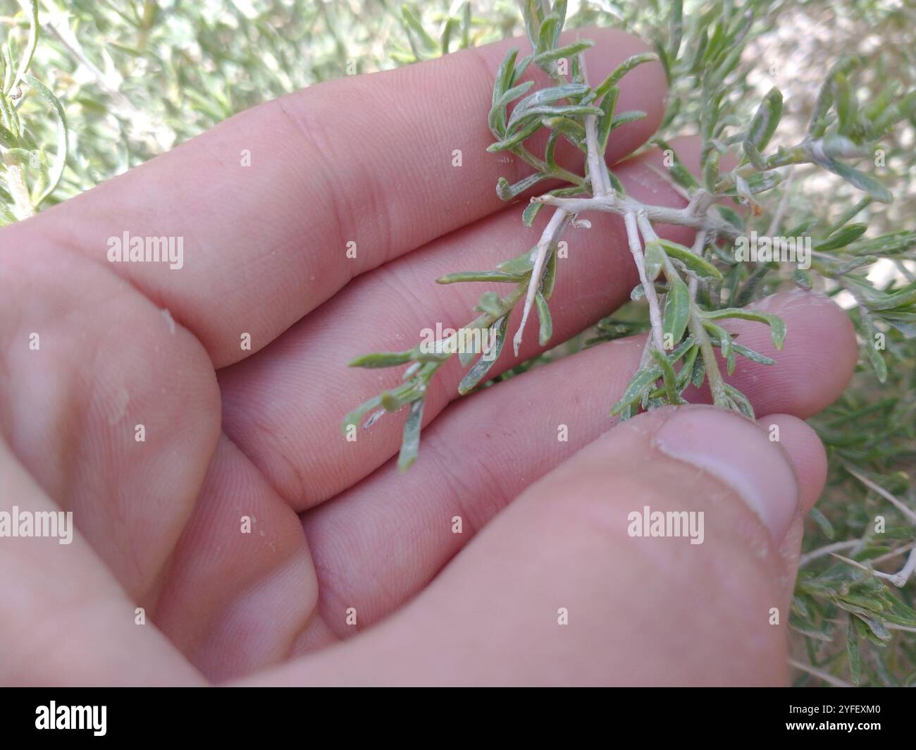 Greasewood (Sarcobatus vermiculatus Stock Photo - Alamy