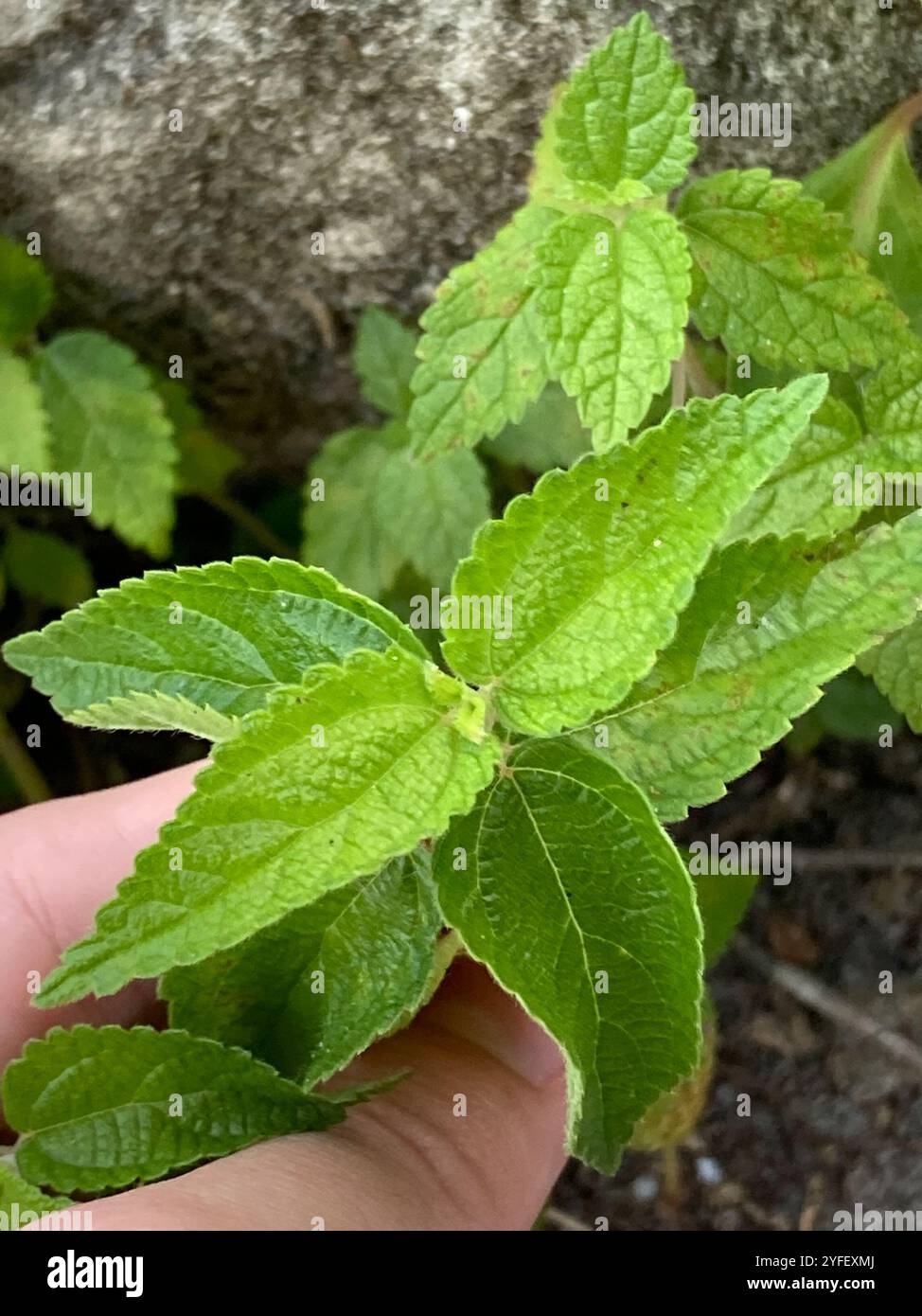 false nettle (Boehmeria cylindrica Stock Photo - Alamy
