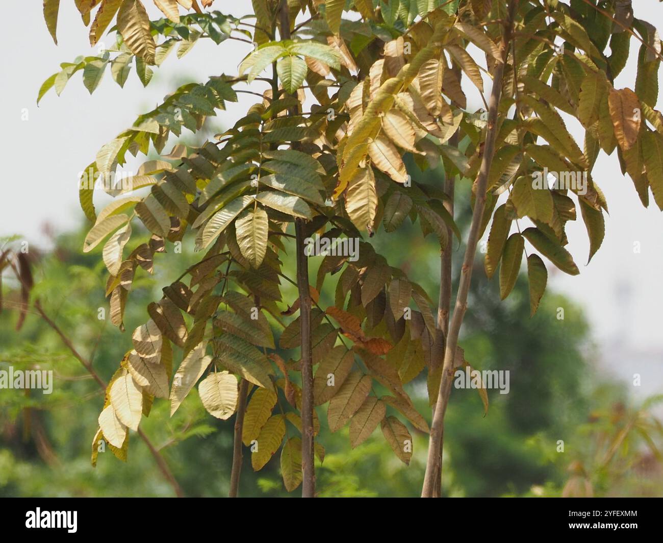 (Rhus chinensis roxburghii Stock Photo - Alamy