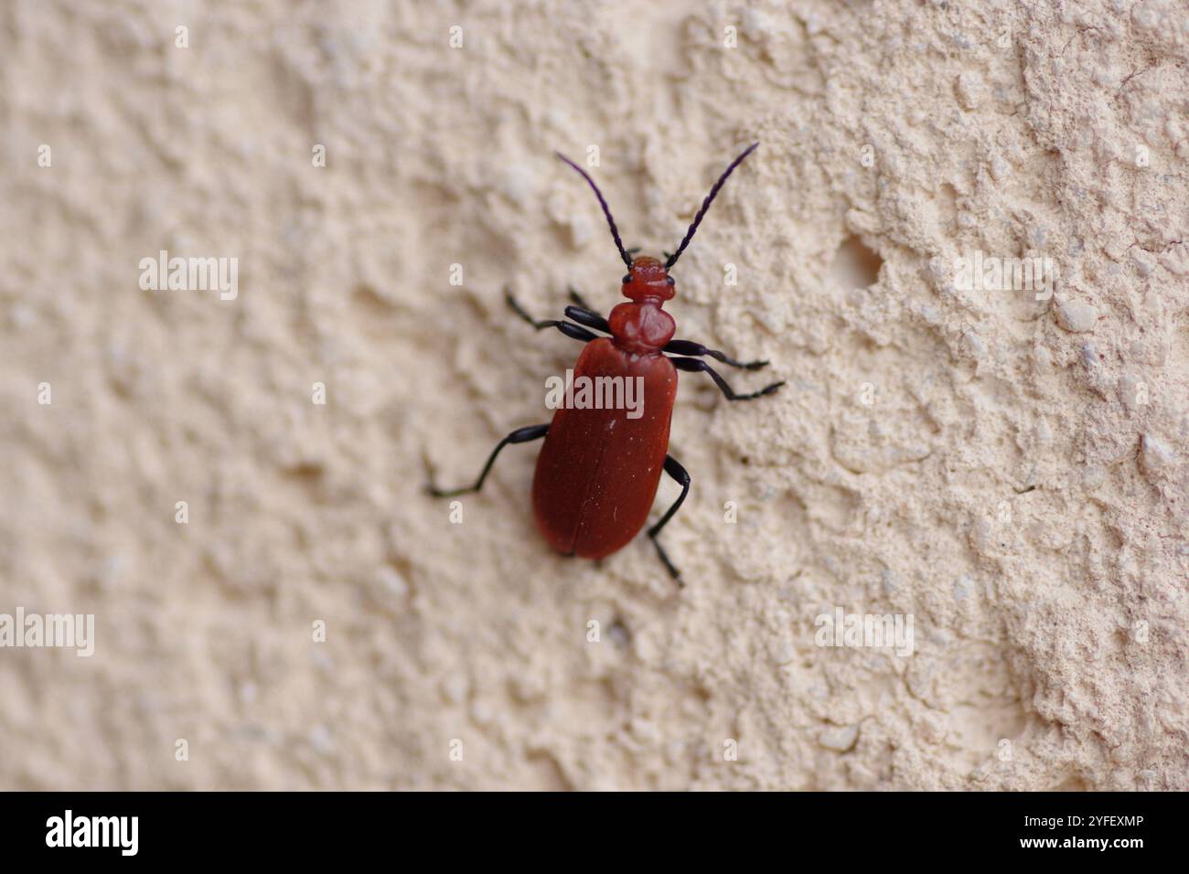 Common Cardinal Beetle (Pyrochroa serraticornis Stock Photo - Alamy