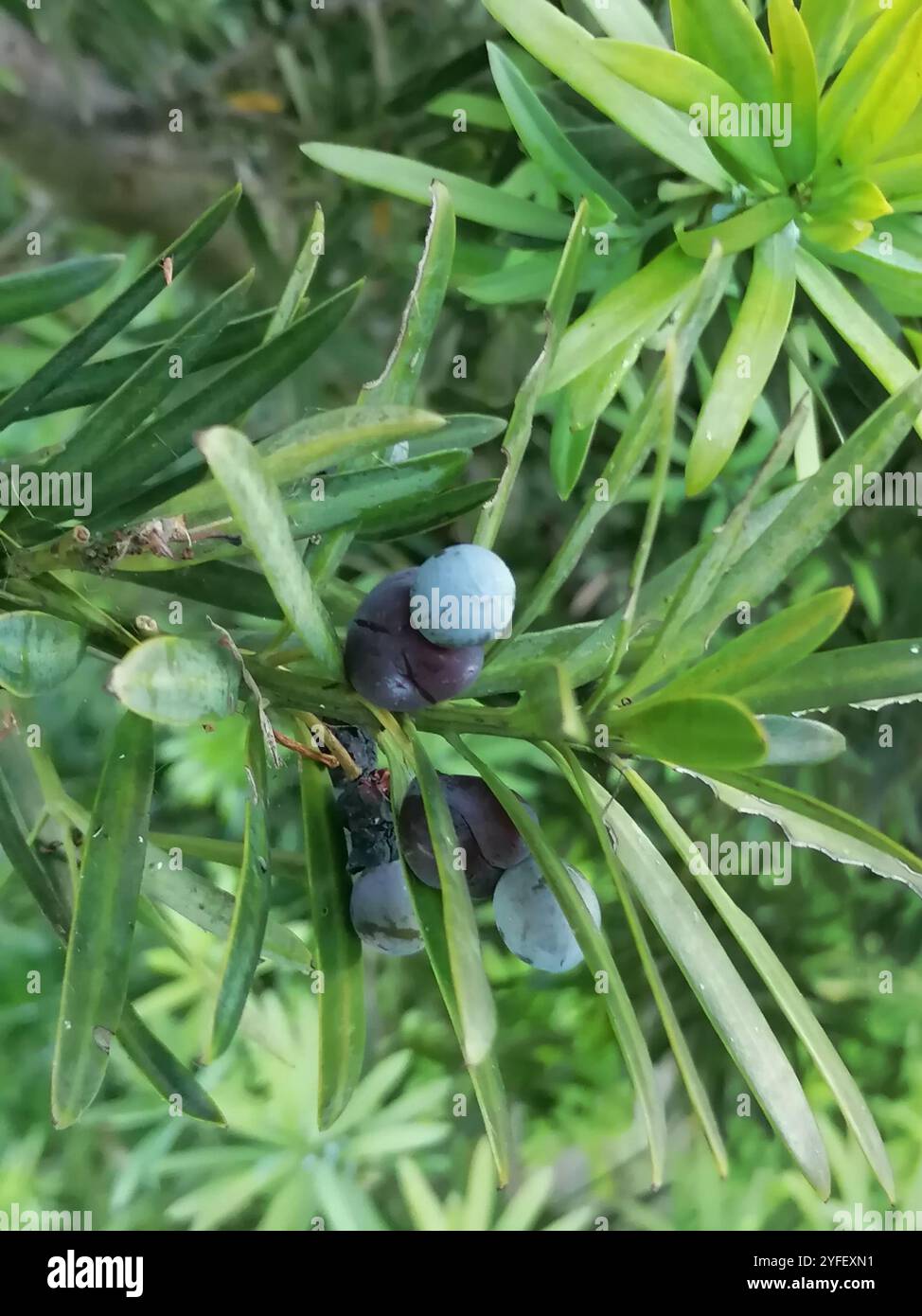 real yellowwood (Podocarpus latifolius Stock Photo - Alamy