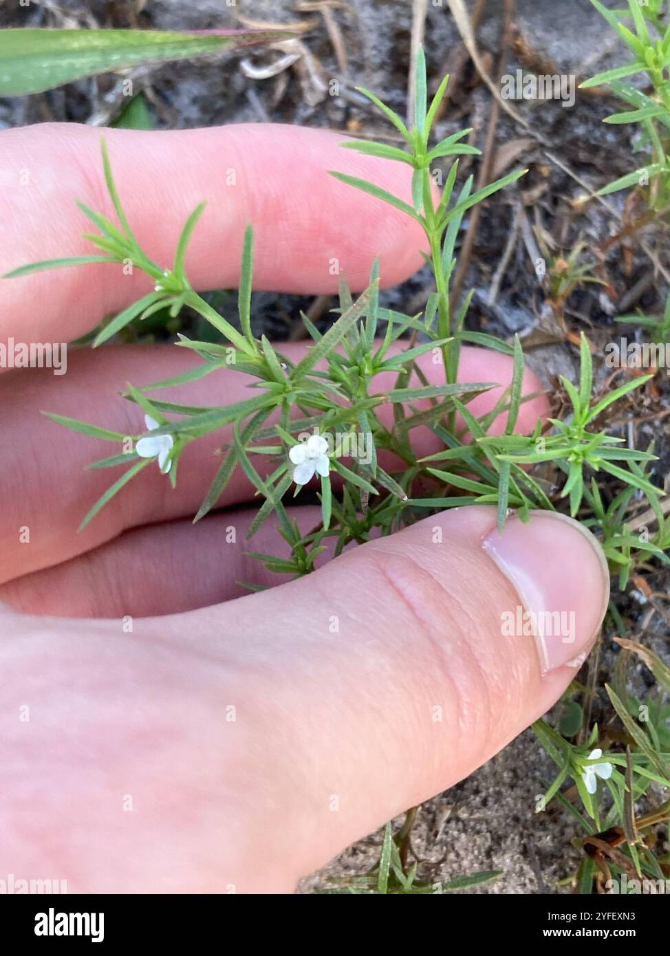 Rust Weed (Polypremum procumbens Stock Photo - Alamy