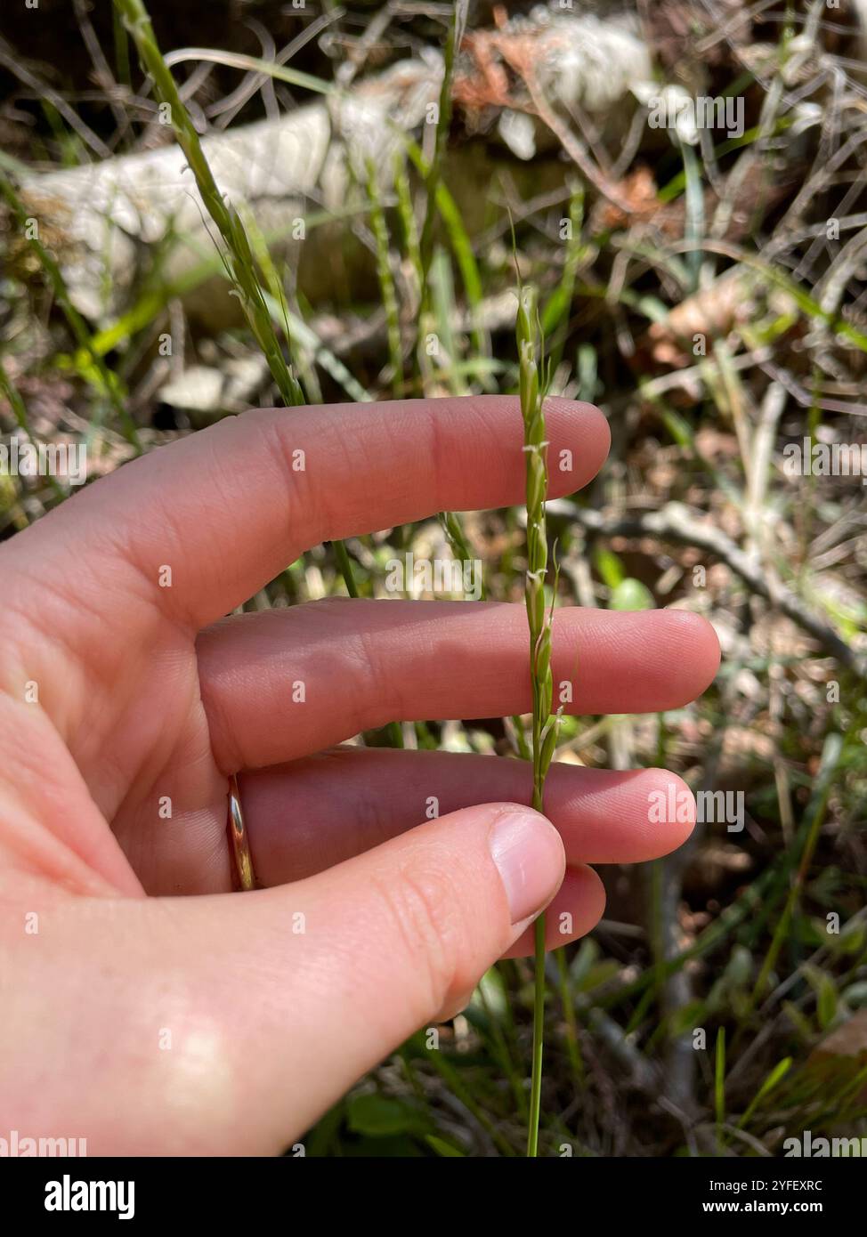 White-grained Mountain-ricegrass (Oryzopsis asperifolia Stock Photo - Alamy