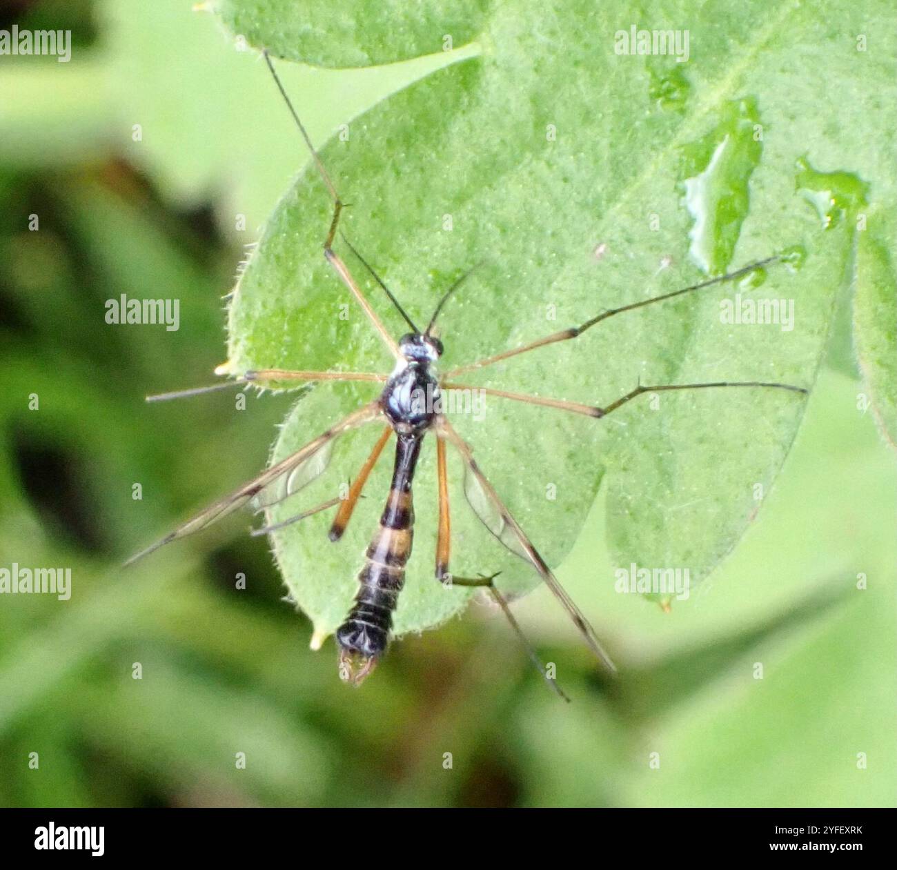 orange-marked cranefly (Ptychoptera contaminata Stock Photo - Alamy