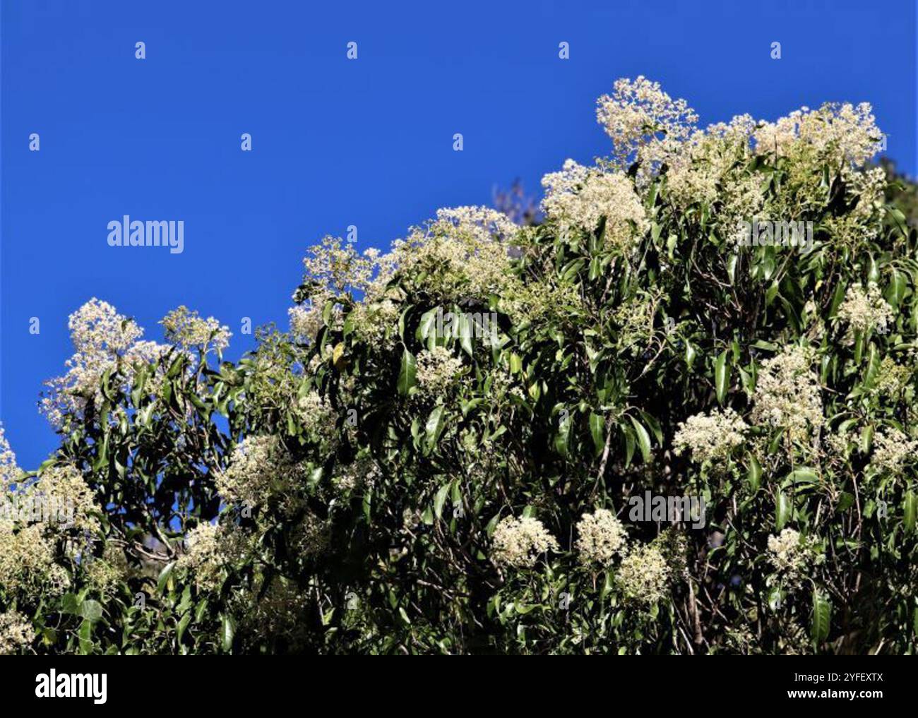 Forest Elder (Nuxia floribunda Stock Photo - Alamy