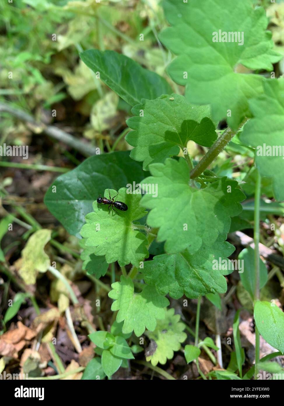 Nearctic Carpenter Ant (Camponotus nearcticus Stock Photo - Alamy