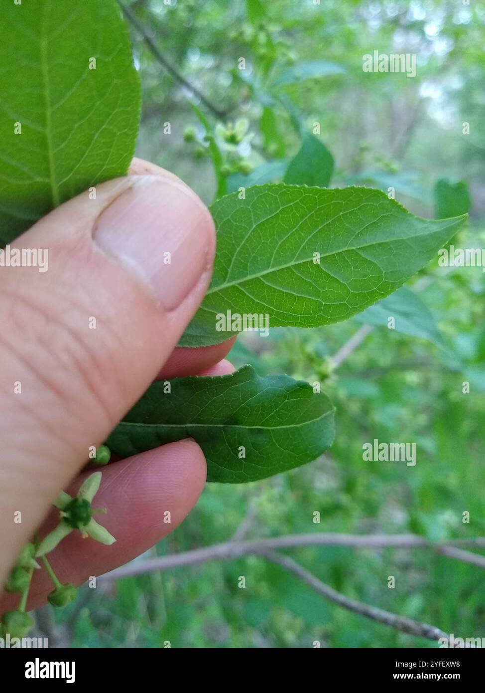 Spindle (Euonymus europaeus Stock Photo - Alamy