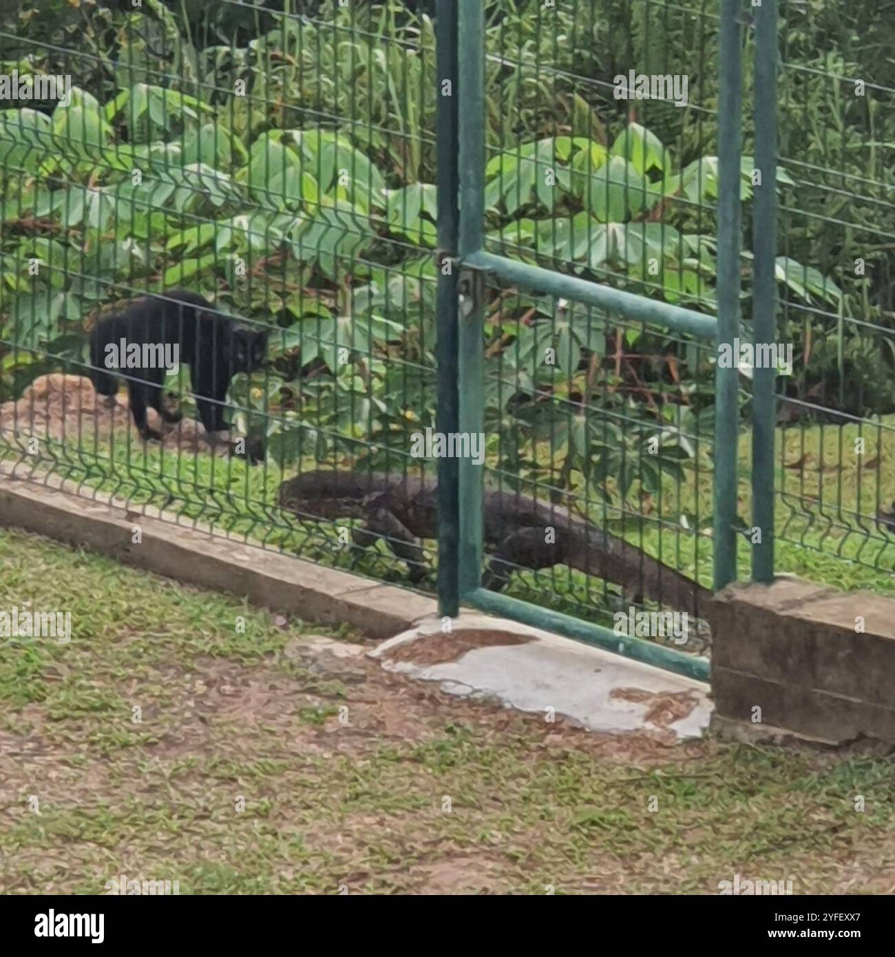Common Water Monitor (Varanus salvator Stock Photo - Alamy