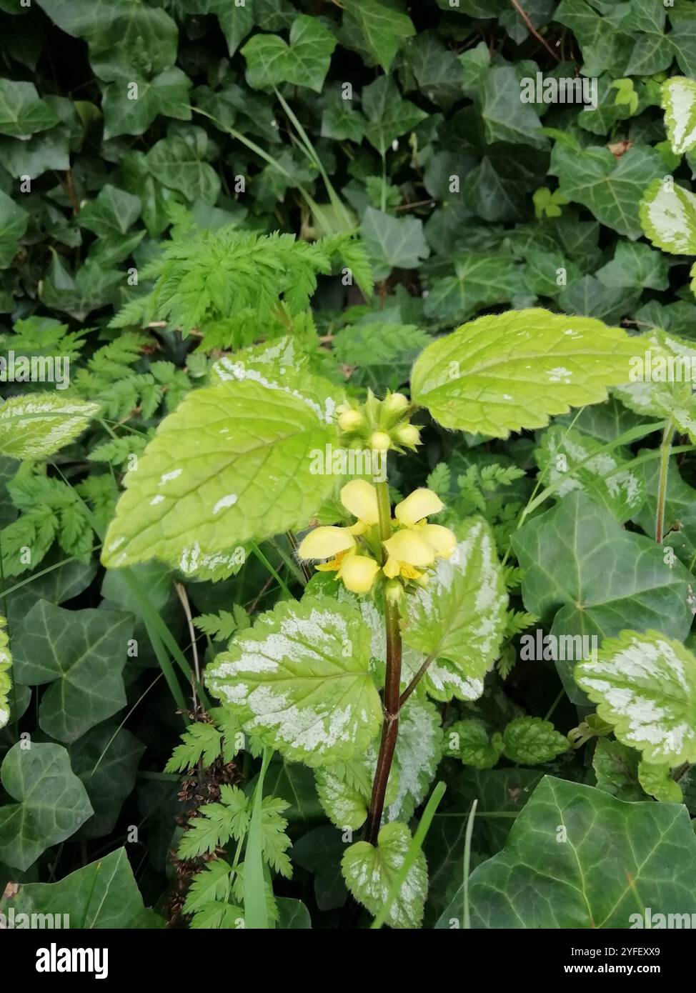 Variegated Yellow Archangel (Lamium galeobdolon argentatum Stock Photo ...