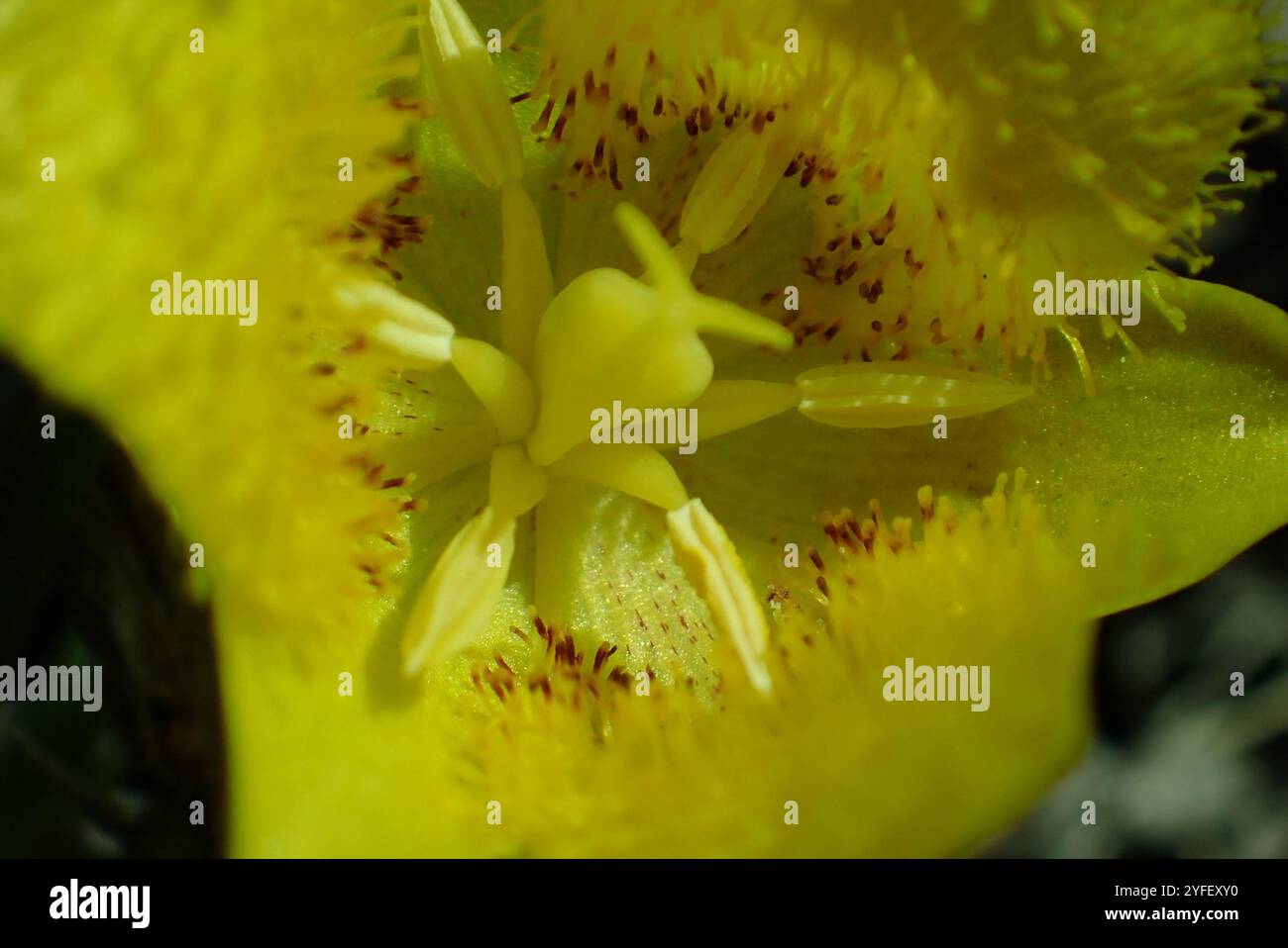Yellow Star-tulip (Calochortus monophyllus Stock Photo - Alamy