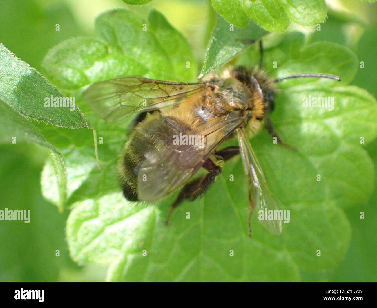 Chocolate Mining Bee (Andrena scotica Stock Photo - Alamy