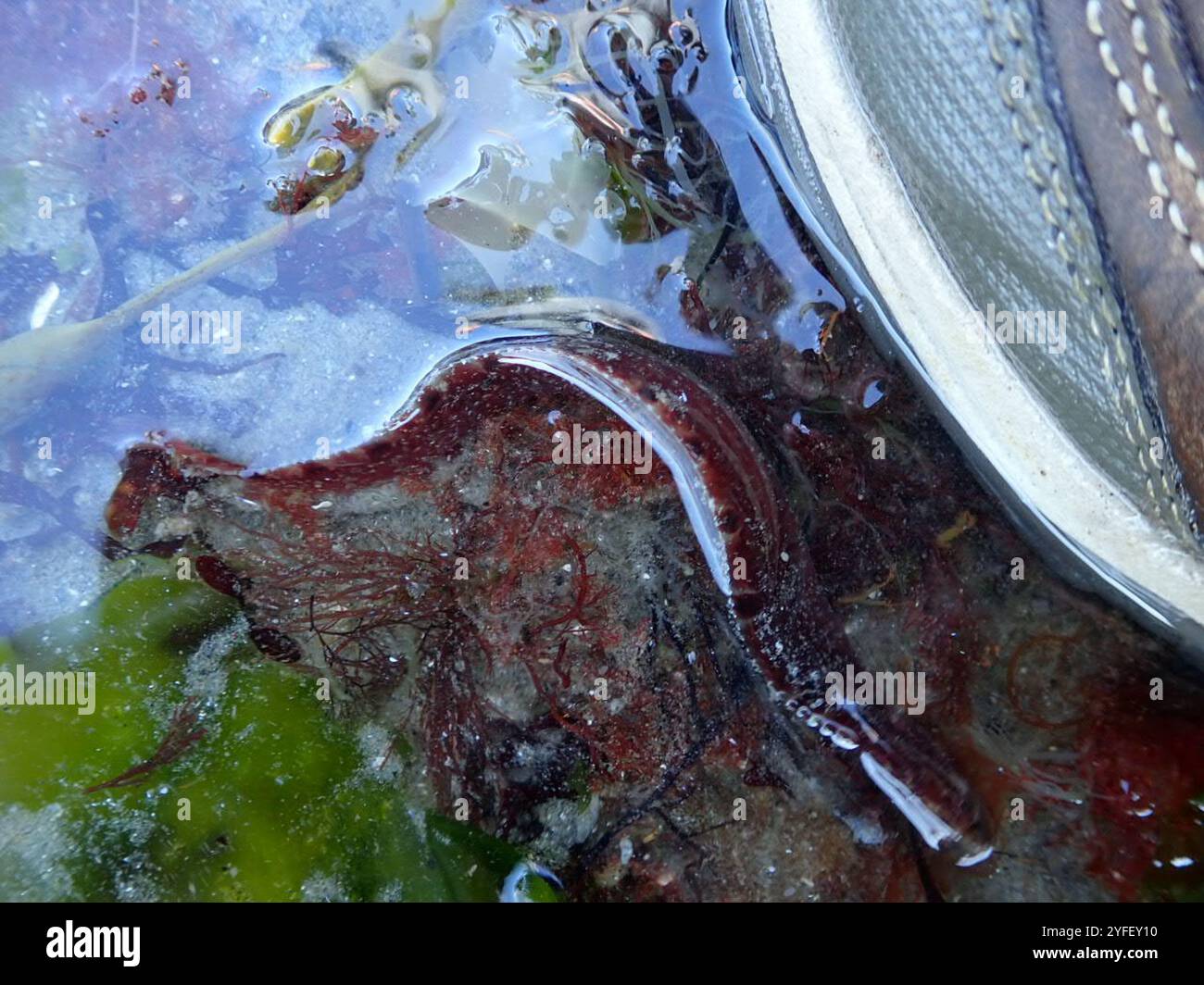 Rock Gunnel (Pholis gunnellus Stock Photo - Alamy