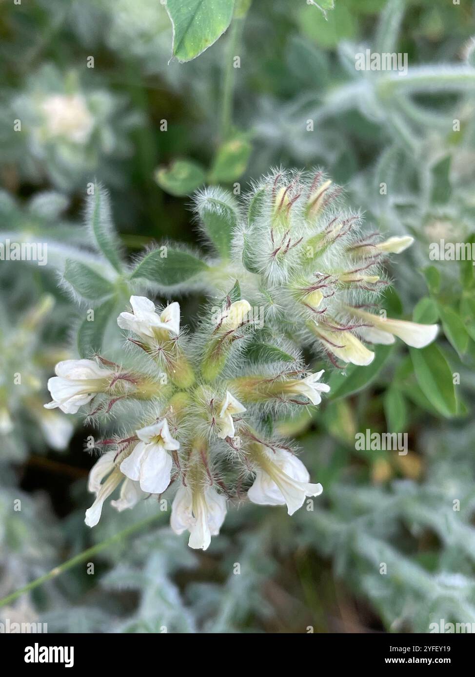 Hairy canary clover lotus hirsutus hi-res stock photography and images ...