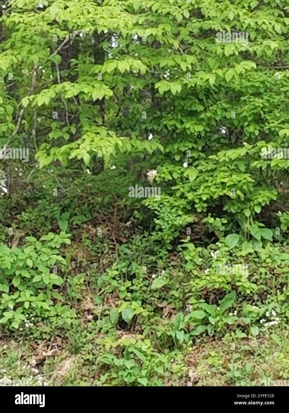 Pinxter Flower (Rhododendron periclymenoides Stock Photo - Alamy