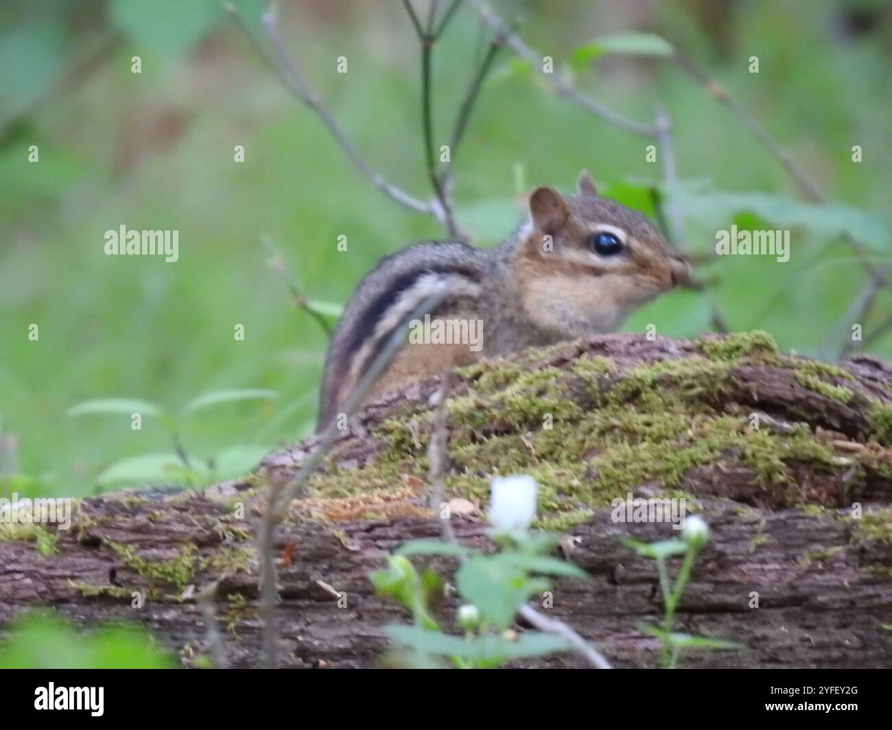 Eastern Chipmunk (Tamias striatus Stock Photo - Alamy