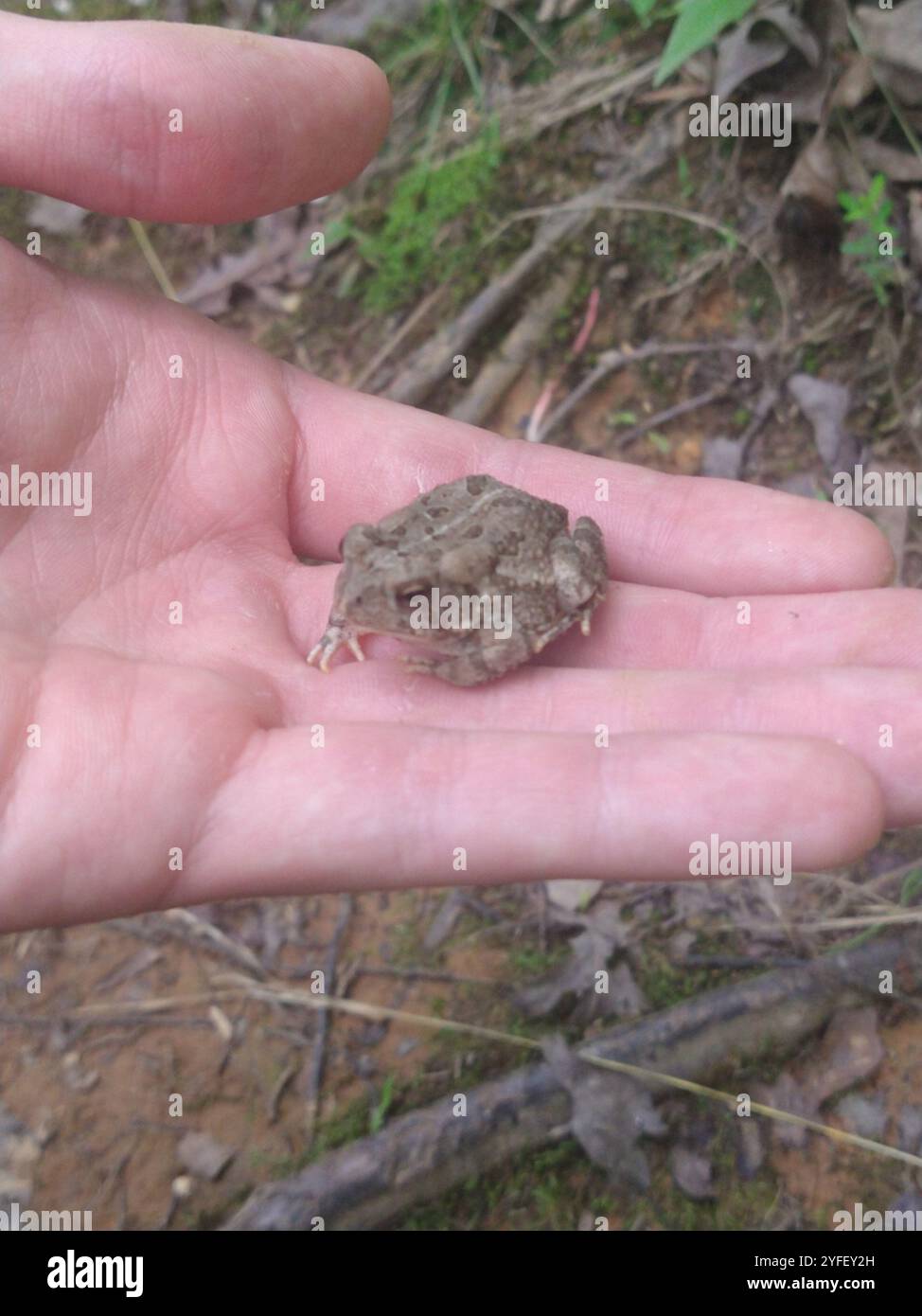 North American Toads (Anaxyrus Stock Photo - Alamy