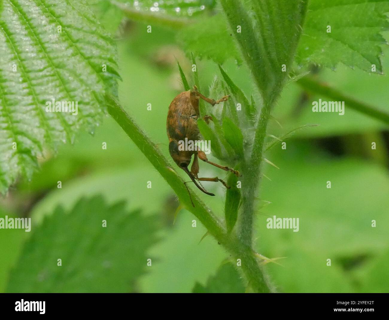 Nut and Acorn Weevils (Curculio Stock Photo - Alamy
