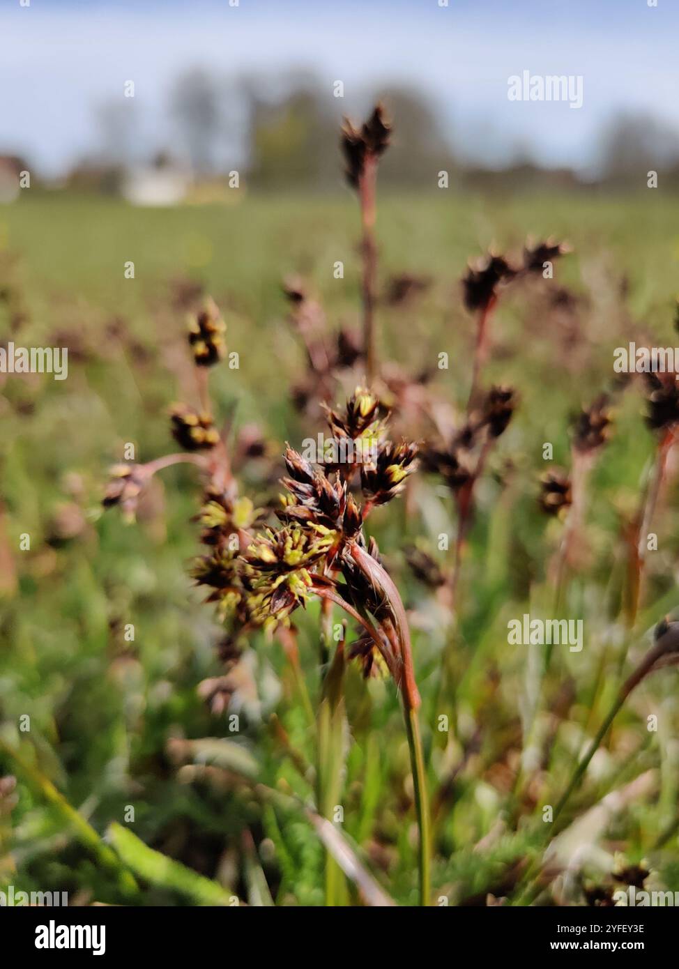 Field woodrush (Luzula campestris Stock Photo - Alamy
