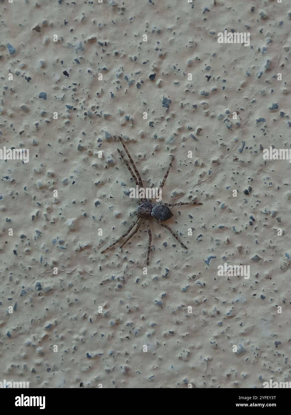 Running Crab Spiders (Philodromus Stock Photo - Alamy