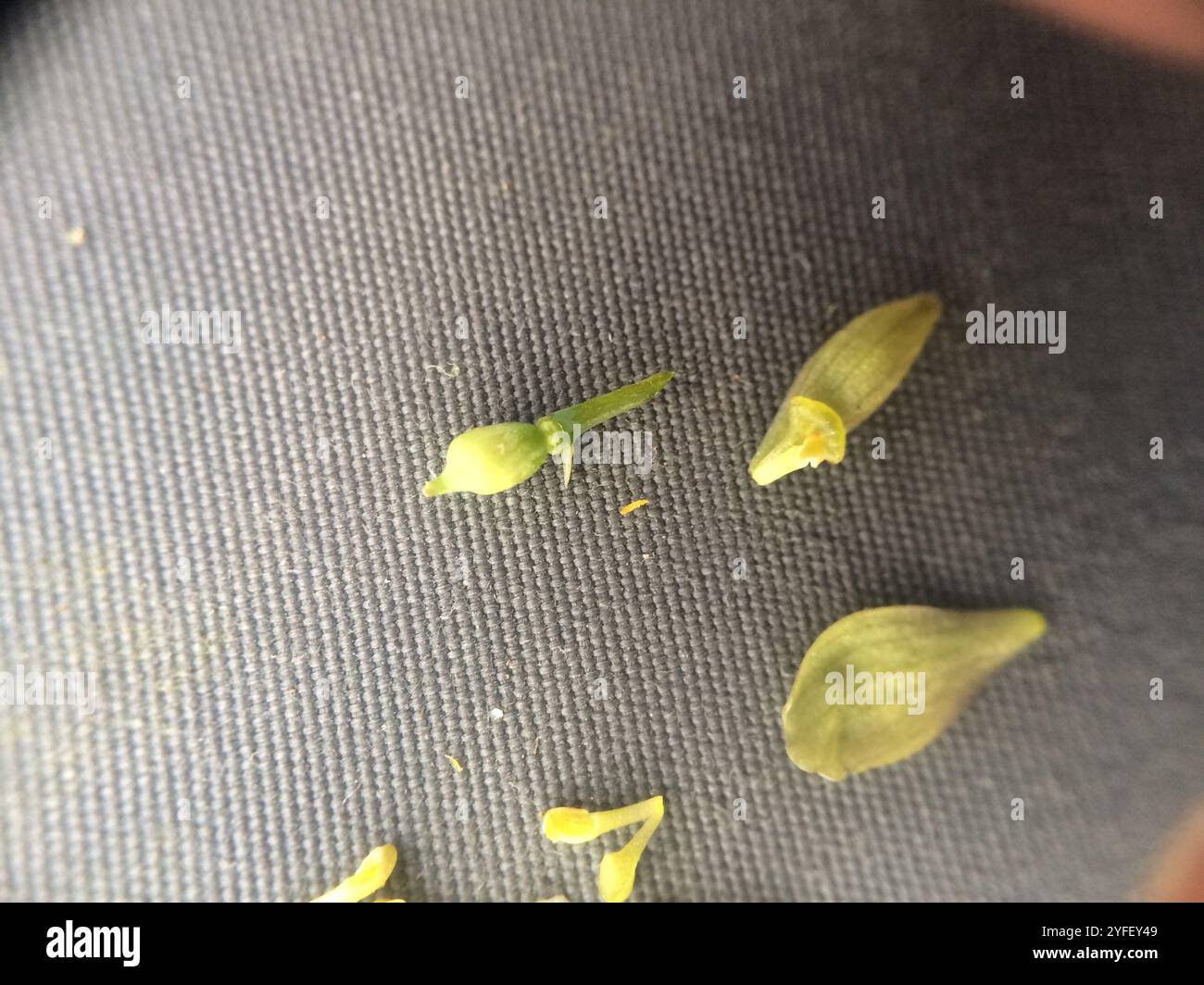 blue cohoshes (Caulophyllum Stock Photo - Alamy