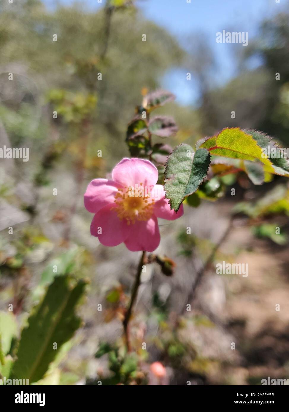 California Wild Rose (Rosa californica Stock Photo - Alamy