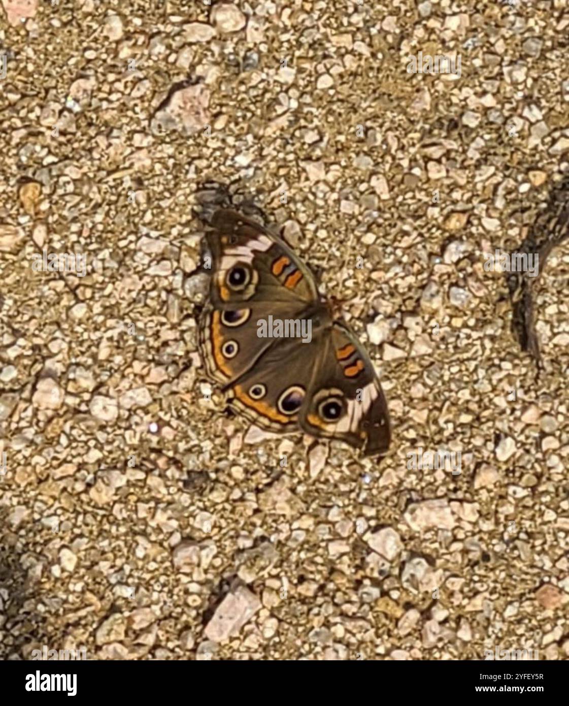 Common Buckeye (Junonia coenia Stock Photo - Alamy