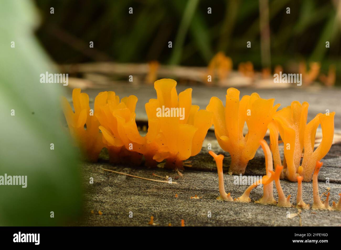 Fan-shaped Jelly Fungus (Dacrymyces spathularia Stock Photo - Alamy