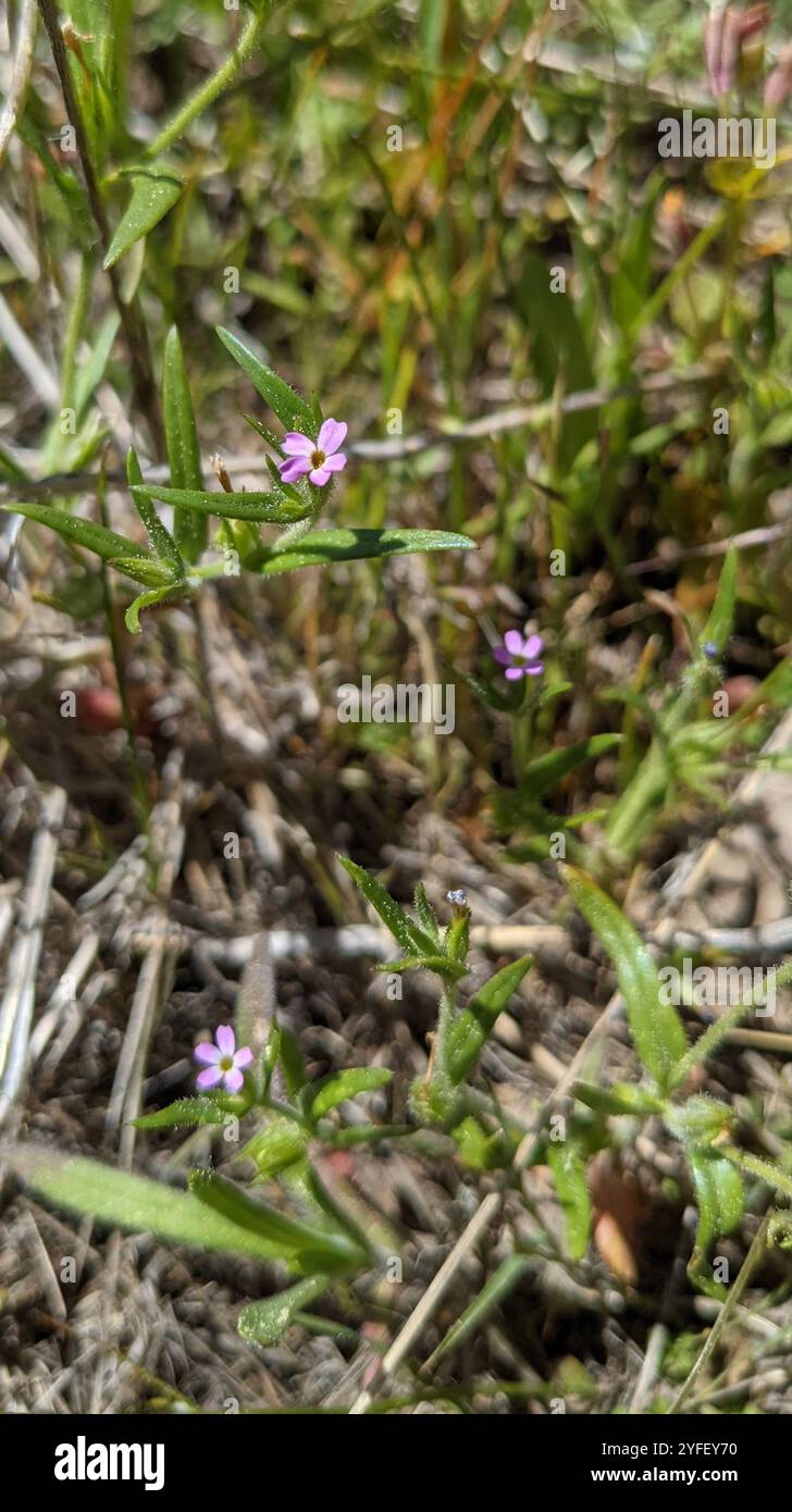 slender phlox (Microsteris gracilis Stock Photo - Alamy