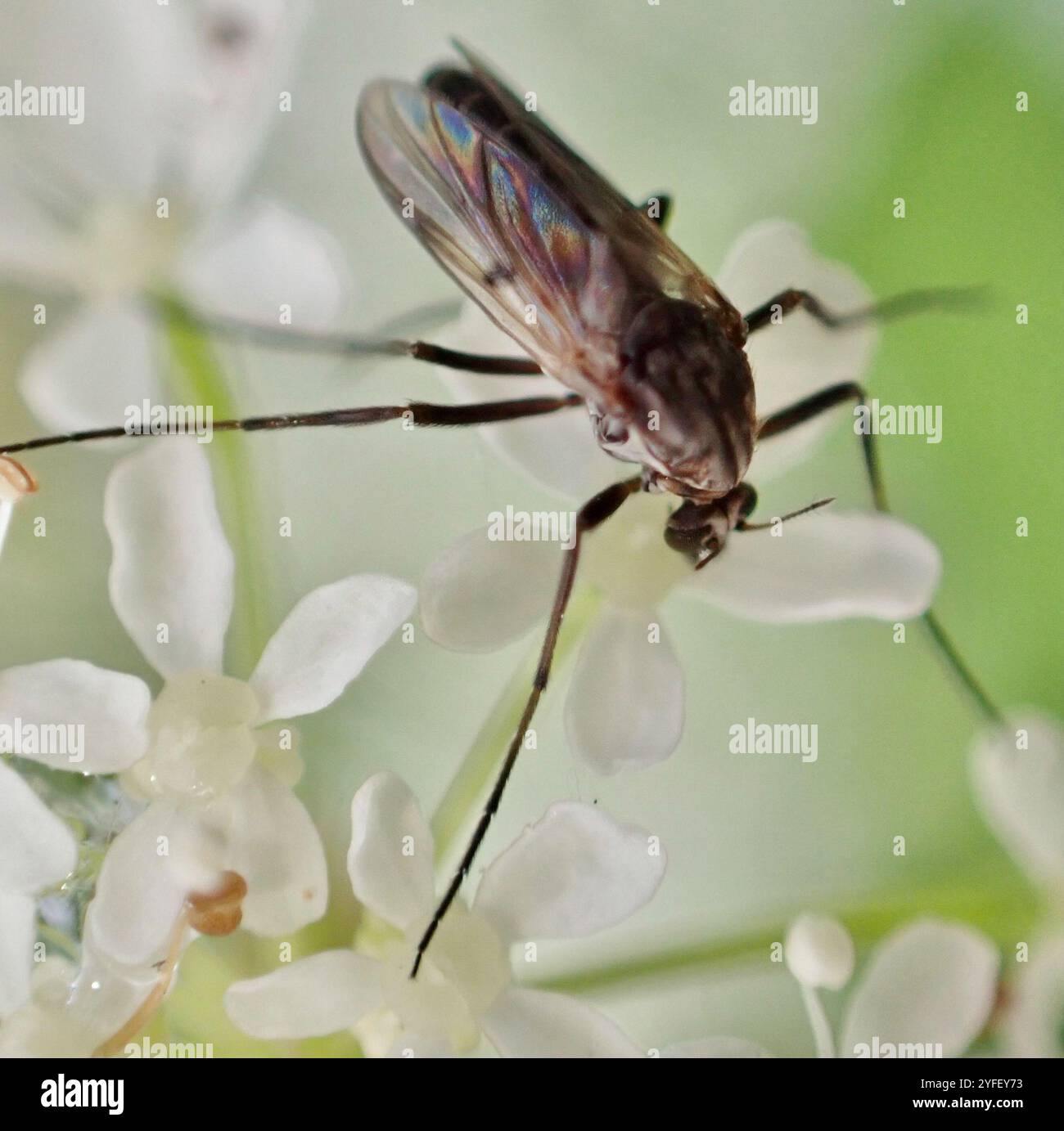 Non-biting Midges (Chironomidae Stock Photo - Alamy