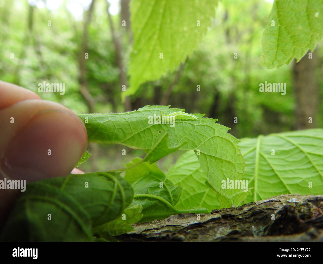 Hackberry Emperor (Asterocampa celtis Stock Photo - Alamy